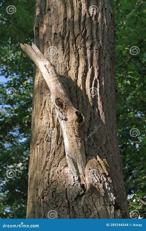 A Tree With A Bizarre Broken Branch Stock Photo Image Of Bizarre Nature