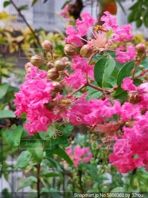 ピンク色の花の写真・画像素材 5856362 Snapmart（スナップマート）