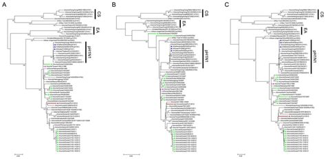 The Phylogenetic Relationships Of Polymerase Segments The Evolutionary Download Scientific