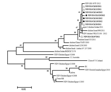 Phylogenetic Tree Based On Partial F Gene Nucleotide Sequences 420 Bp