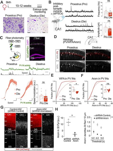 Activational And Organizational Effects Of Sex Hormones On Hippocampal