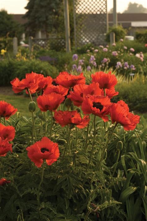 How To Plant Grow And Care For Poppy Flowers Hgtv