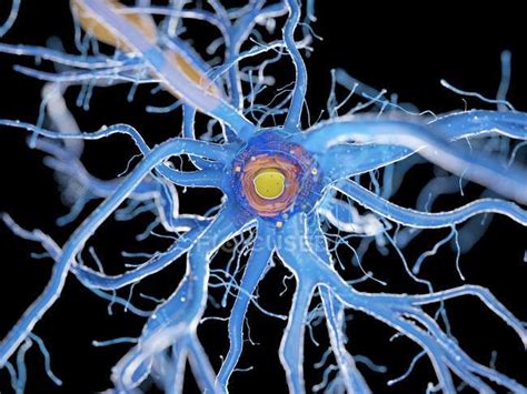 Nerve Cell Structure In Cross Section On Black Background Digital