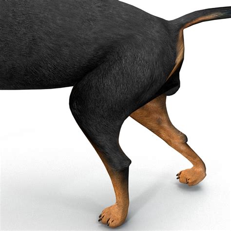 3d Model Rottweiler Pose 2