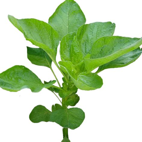 Amaranthus Green Seed At ₹ 10 00 Wayanad Id 2853950000262