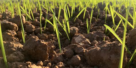 Plan ahead to get the most from soil sampling - ProCam UK