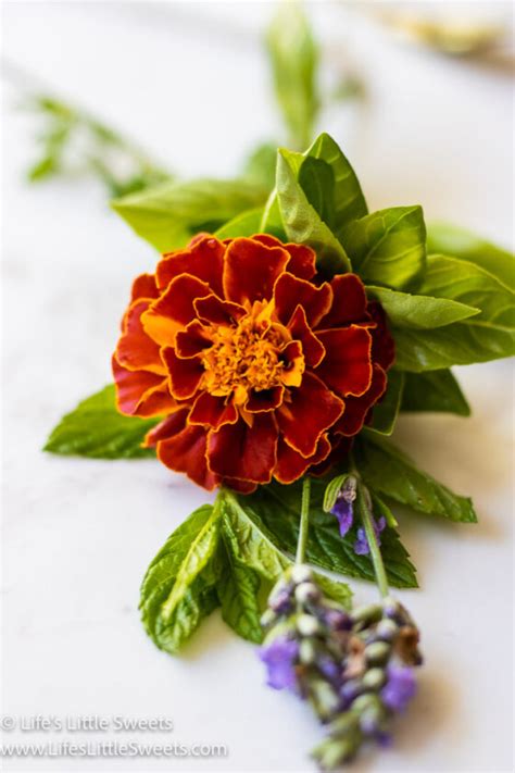 Cold Brew Iced Tea Lifes Little Sweets