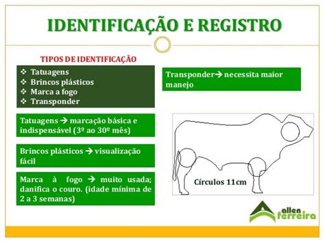 Cria De Bezerros De Corte