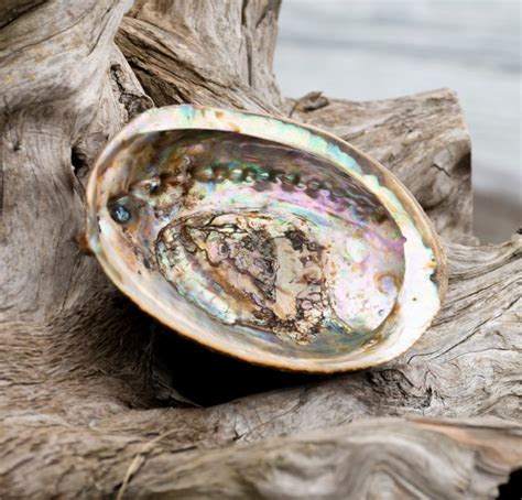 Everything About The Abalone Shell Avonturia