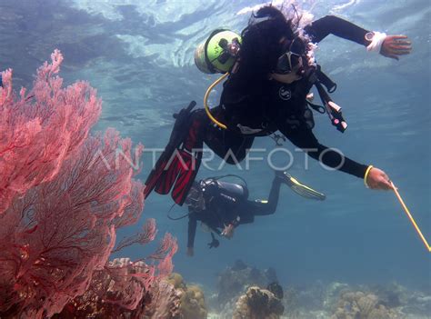 Konservasi Terumbu Karang Antara Foto