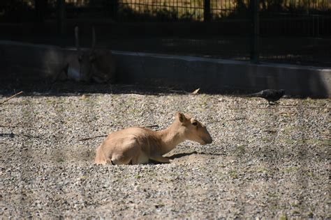 Saiga Antelope Saiga Tatarica Zoochat