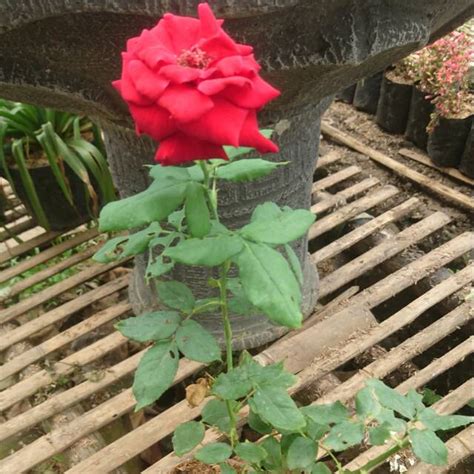 Begini 48 Okulasi Tanaman Bunga Mawar Terpopuler Informasi Seputar