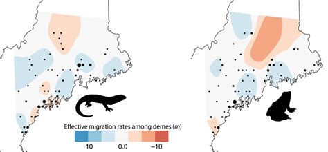 Spatially Heterogeneous Effective Rates Of Migration Among 54 Spotted