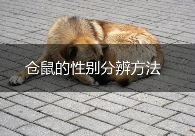 仓鼠的性别分辨方法
