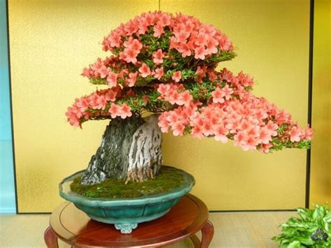 Top 10 Blühende Bonsai Bonsai Empire