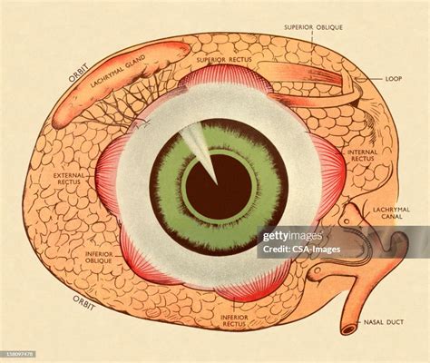 Diagram Of Human Eye High Res Vector Graphic Getty Images