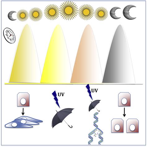 Human Epidermal Stem Cell Function Is Regulated By Circadian