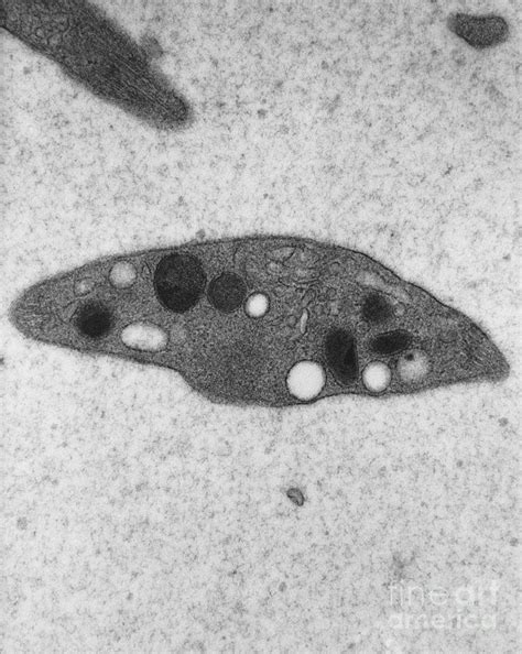 Rat Platelet Tem Photograph By David M Phillips Fine Art America