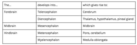 Chapter Nervous System Flashcards Quizlet