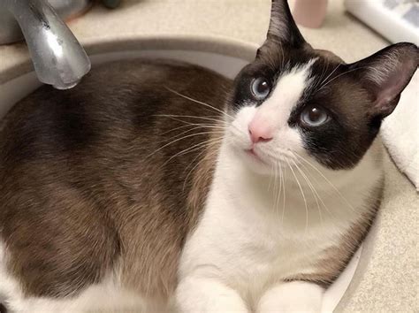 【獣医師監修】スノーシューってどんな猫？性格・体重・寿命の特徴・迎え方 ペトコト（petokoto）