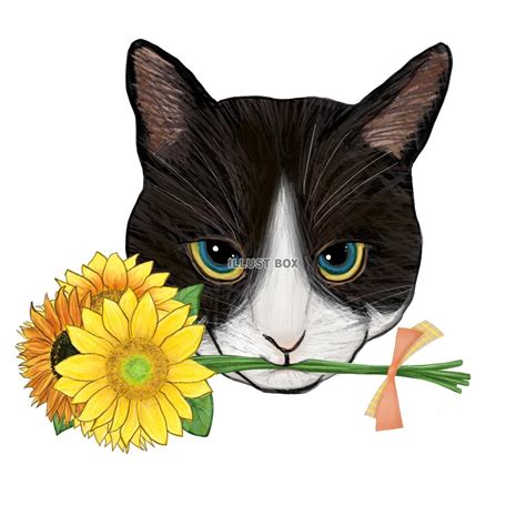 無料イラスト 猫ちゃんからひまわりの贈り物