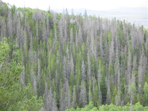 Tree Killing Beetles Data Nuggets