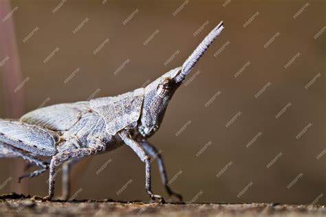 Premium Photo Tiny Grasshopper