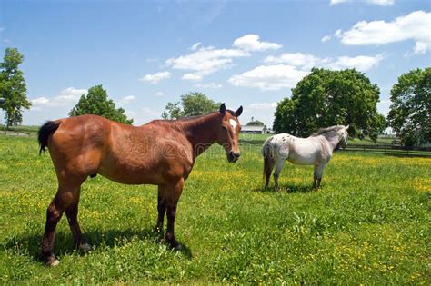 Dois Cavalos No Pasto Imagem De Stock Imagem De Estar 9528077