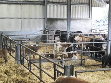 On The Ground With Patrick Drohan Balancing Calving Date And Grass Supply