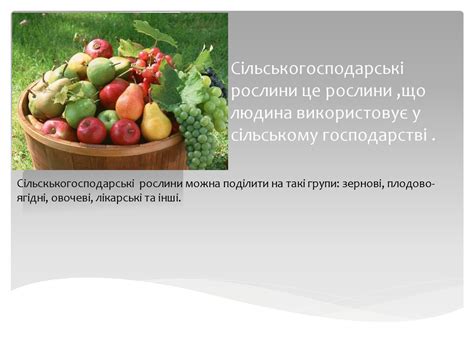 Сільськогосподарські рослини презентация онлайн