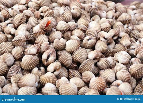 Cockles Obraz Stock Obraz Złożonej Z Naturalny Sprzedażny 101210123