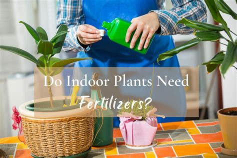 Do Indoor Plants Need Fertilizers?