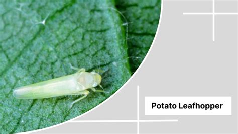 17 Types Of Leafhopper Identification With Pictures