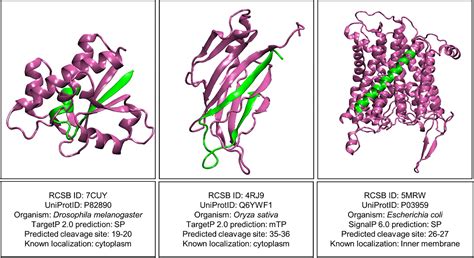 Improving Signal And Transit Peptide Predictions Using Alphafold2