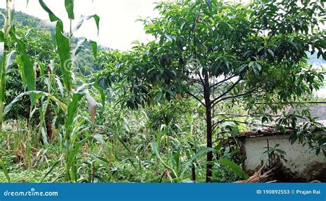 Rudraksha Tree In Bhojpur Nepal Stock Image Image Of Produce Shrub