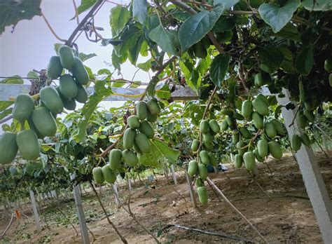 软枣猕猴桃：健康之宝的神奇功效