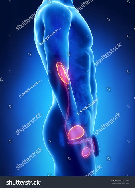 Urogenital Male Anatomy Lateral Xray View 스톡 일러스트 142751974