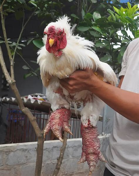 Dong Tao A Rare Vietnamese Chicken Breed