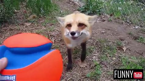 붉은 여우 북극여우의 귀여운 영상들 모음 네이버 Tv