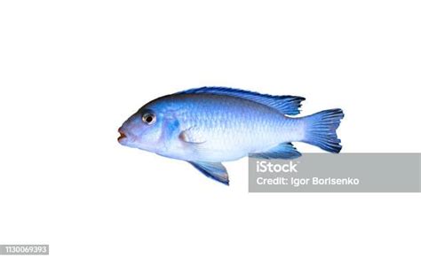 수족관 물고기 Psevdotrofeus 얼룩말 격리 된 흰색 배경 클로즈업에 블루 가축에 대한 스톡 사진 및 기타 이미지 가축 감금 상태 검은색 Istock