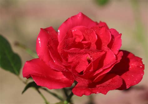 片柳弘史 On Twitter 教会の花壇に咲いた真っ赤な薔薇。三大天使の薔薇の一つで「ミカエル」という品種です