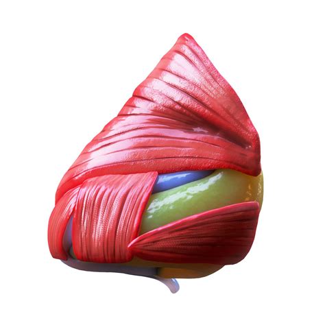 مدل سه بعدی ساختار آناتومی انسان بینی