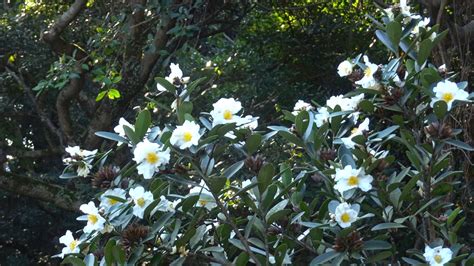 Green Hong Kong Campaign Greening Knowledge Photo Gallery Of Hong Kong Ornamental Plants Trees