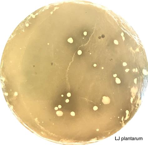 Lab Bacteriocins Clear Zone Researchgate