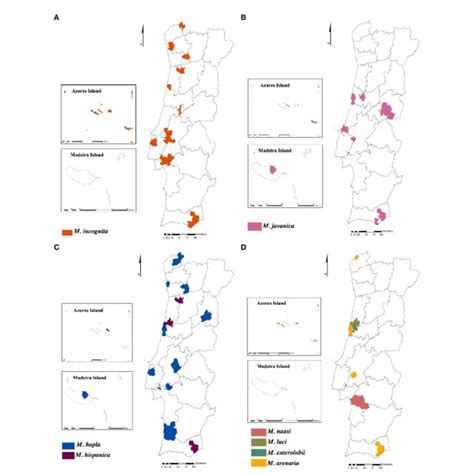 Perineal Patterns Observed In Specimens Of Meloidogyne Sp A