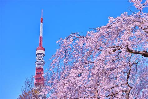 글로벌pmc부동산중개법인 🌸벚꽃시즌 일본 도쿄 부동산 탐방단 모집🌸 한경닷컴과 글로벌pmc가