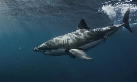 The Most Dangerous Shark Information All About Wildlife