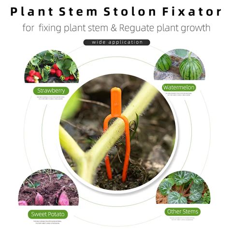Stolon Stem Dd1007 Plastic Plant Stem Stolon Fixator Garden Supplies