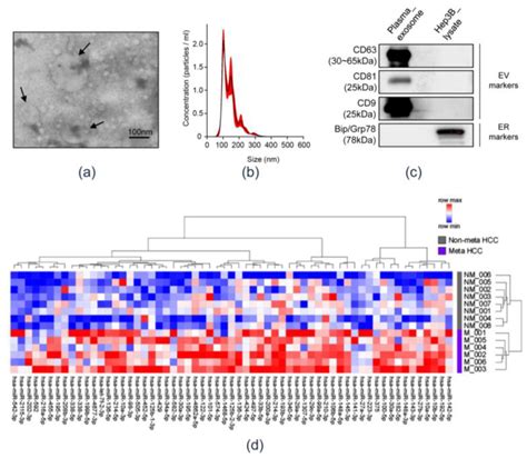 Confirmation Of Isolated Circulating Exosomes And Identification Of