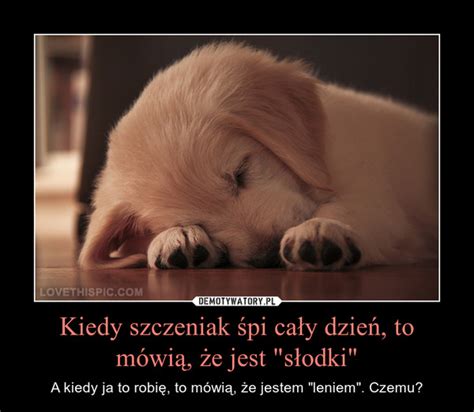 Kiedy szczeniak śpi cały dzień to mówią że jest słodki